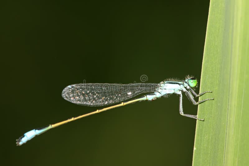 Damselflies stock image. Image of animals, details, detailed - 22743051