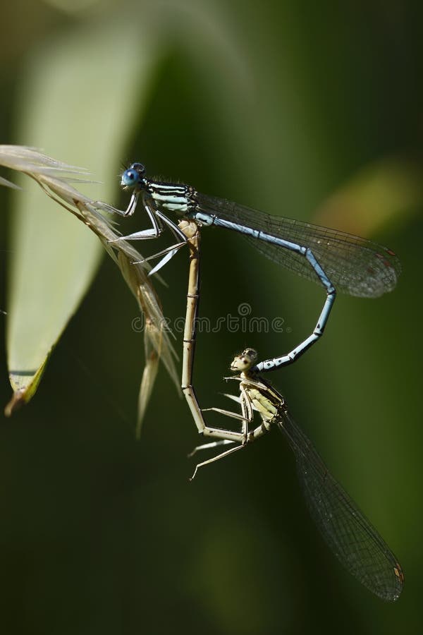 Damselflies mating stock image. Image of damselfly, puella - 12507075