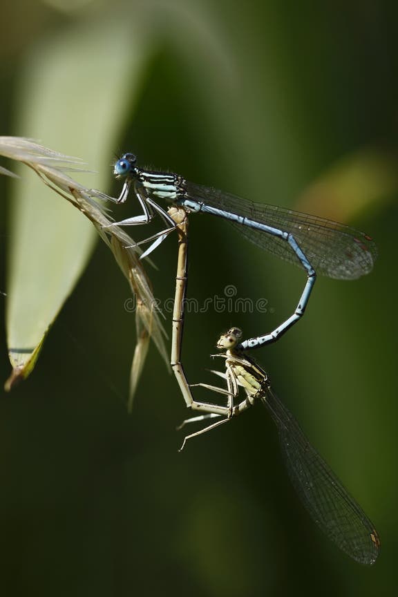 Damselflies mating stock image. Image of damselfly, puella - 12507075