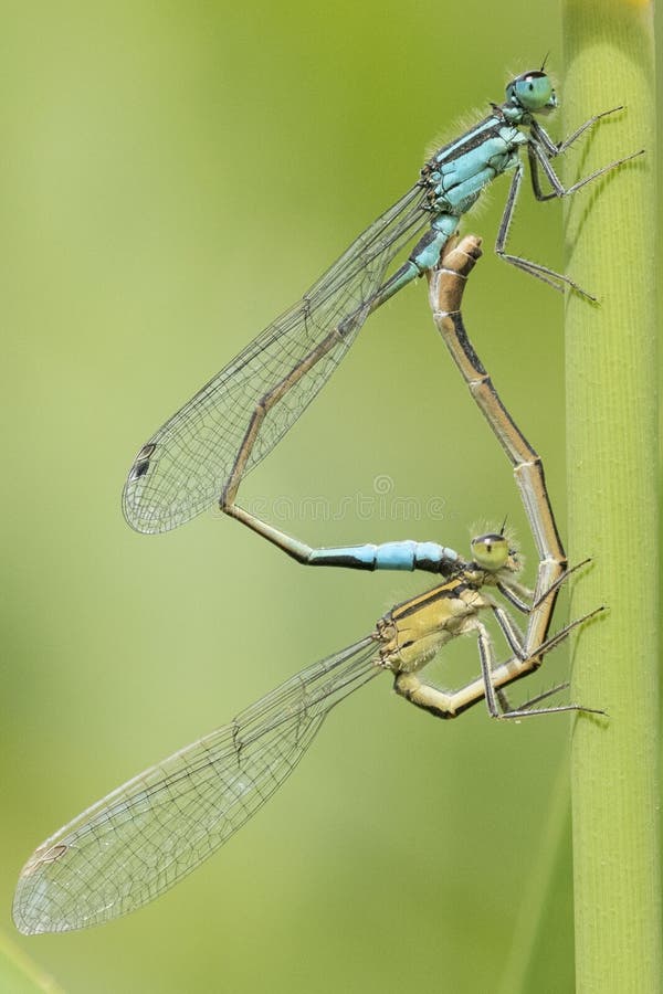 Damselflies Mating on Southampton Common Stock Image - Image of common ...