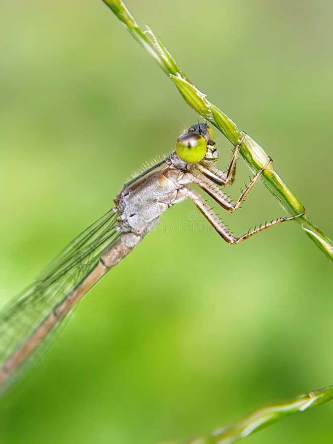 Damselflies Perched on the Grass Stock Image - Image of green, macro ...
