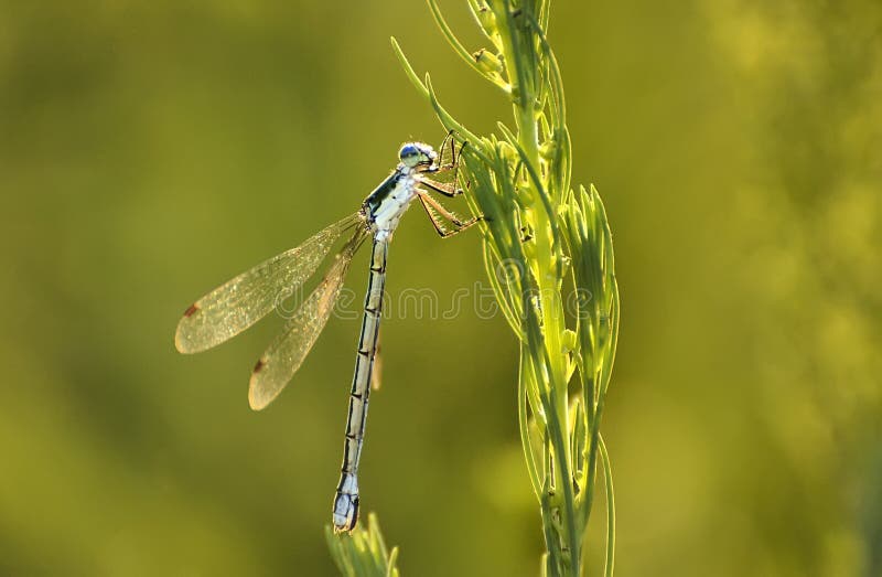 Damselfly stock photo. Image of dragonflies, delicate - 11200034
