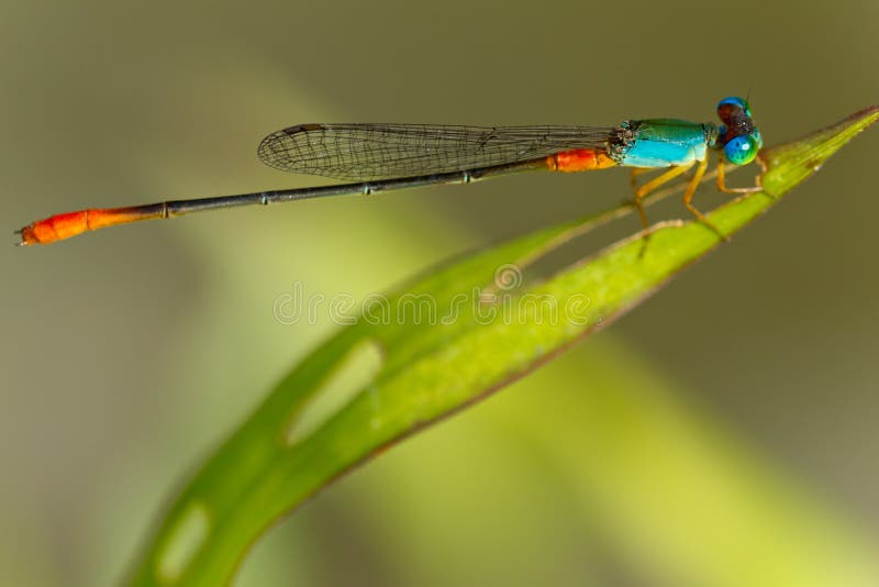 Damselfly stock photo. Image of dragonfly, blue, blur - 17302274