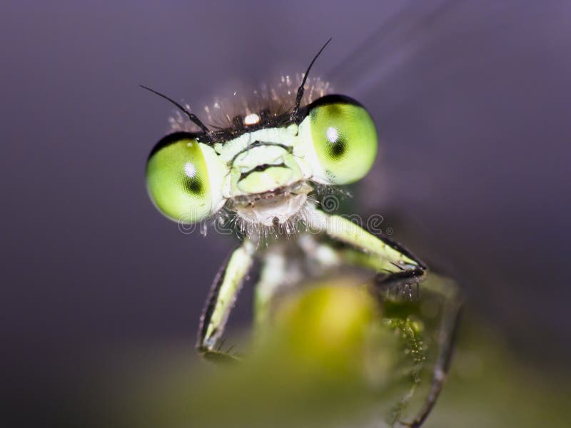 Damselfly funny eyes stock photo. Image of funny, macro - 83737814