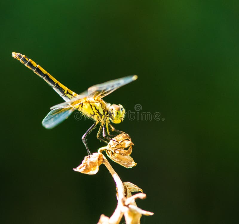The yellow damselfly stock photo. Image of macro, insect - 16111318