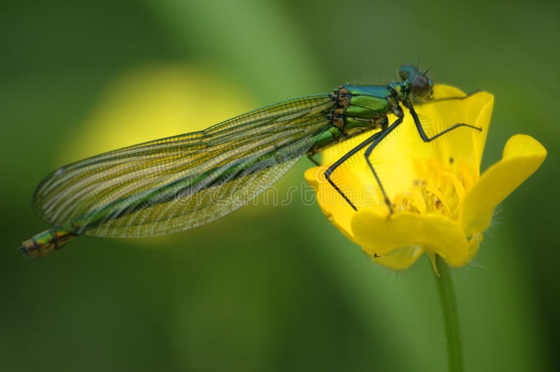 Damselfly stock image. Image of insect, dragonfly, buttercup - 5205735