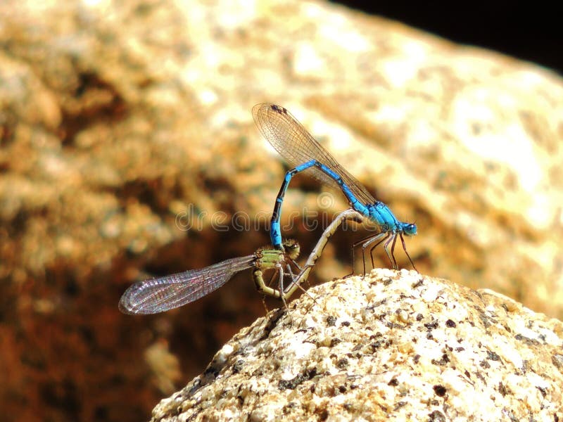 Damselfly stock image. Image of zoom, nikon, closeup - 42380533