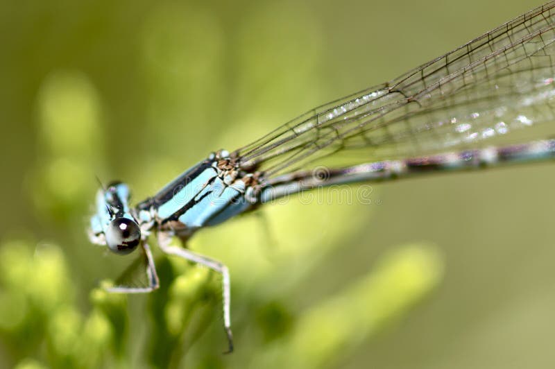Damselfly stock image. Image of firework, dandelion, face - 55697377