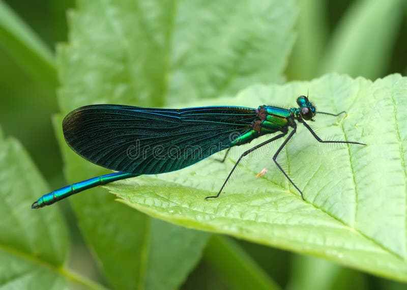 Calopteryx virgo stock image. Image of morning, leaf, look - 5644113