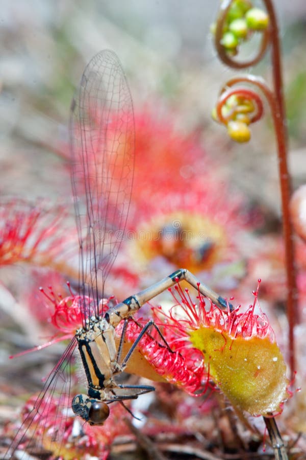 Insect caught by Sundew stock photo. Image of sticky - 44366294