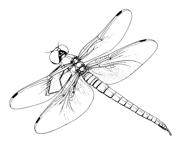 Damselfly Coloring Page for Kids Stock Vector - Illustration of drawing ...