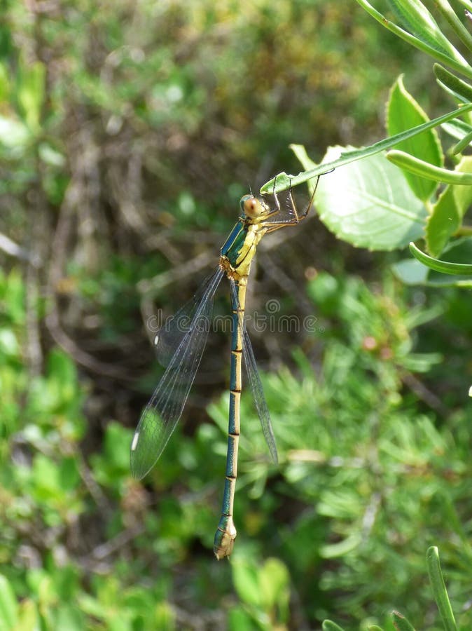 Damselfly, Dragonfly, Insect, Dragonflies and Damseflies Stock Image ...