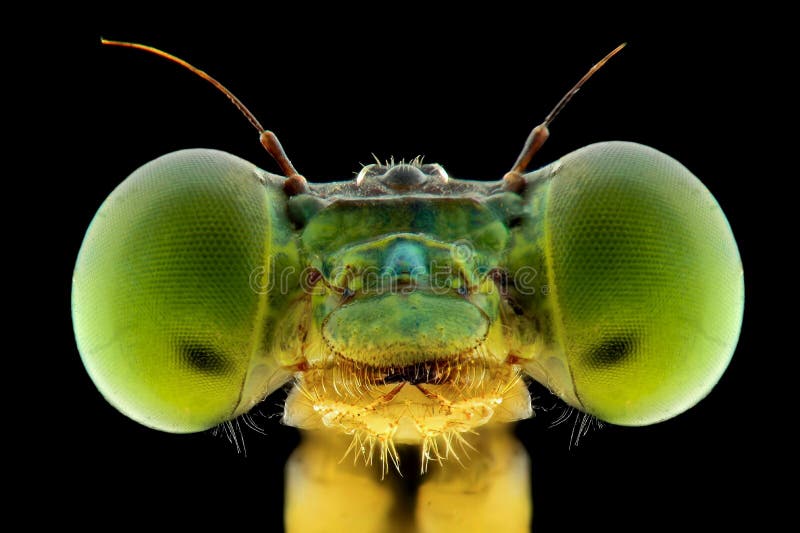 Damselfly Face Extreme Close Up Macro Photography Stock Image - Image ...