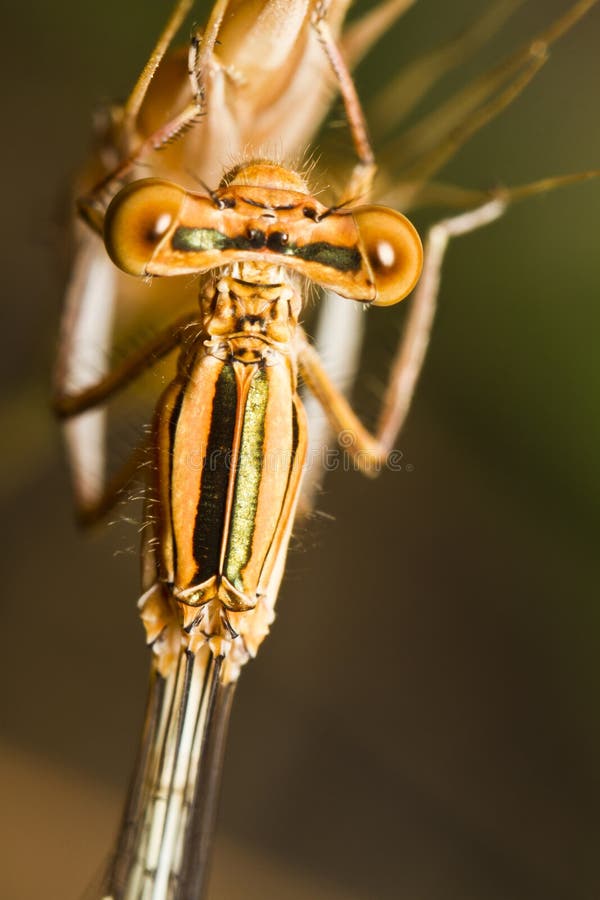 Damselfly insect stock image. Image of damselfly, grass - 26849713