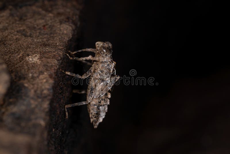 Damselfly Insect Molt stock photo. Image of odonata - 226437614