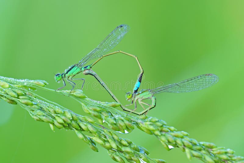 Damselfly mating stock photo. Image of composition, mating - 28387132