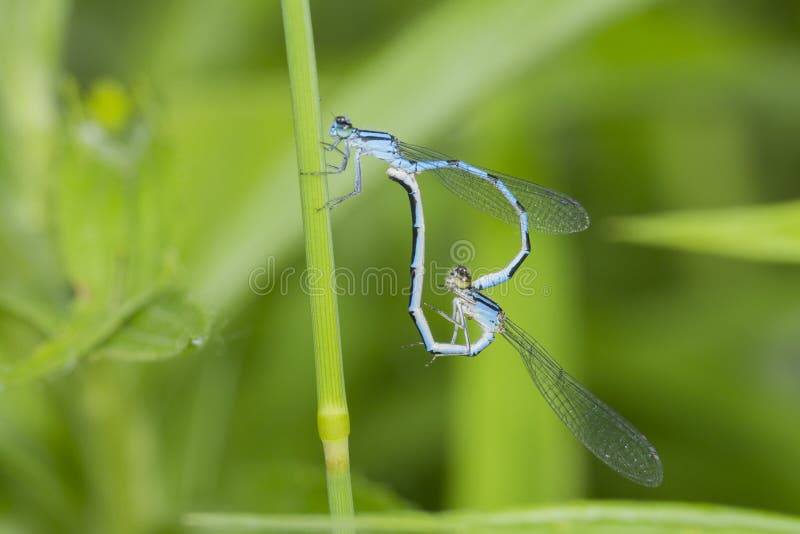 Damselfly mating stock photo. Image of animals, backgrounds - 31689854