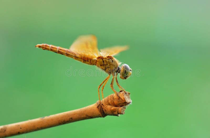 Dragonflies Playing Stock Photos - Free & Royalty-Free Stock Photos from Dreamstime