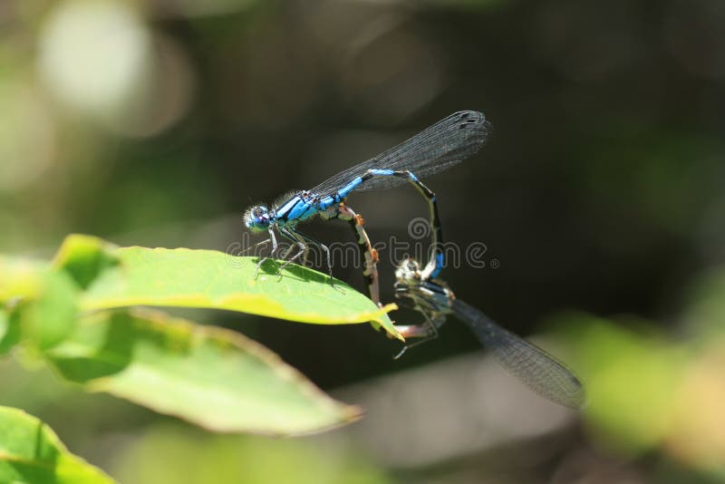 Damson Fly Reproduction stock image. Image of nature, macro - 6503533