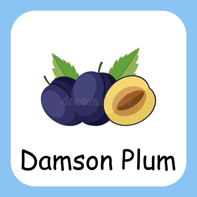 Damson Stock Illustrations – 241 Damson Stock Illustrations, Vectors ...