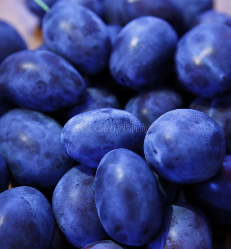 Damson plums stock image. Image of fruit, delicious, sweet - 16142529