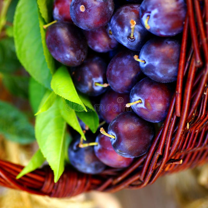 Damson plums on tree stock photo. Image of english, ripe - 60660362