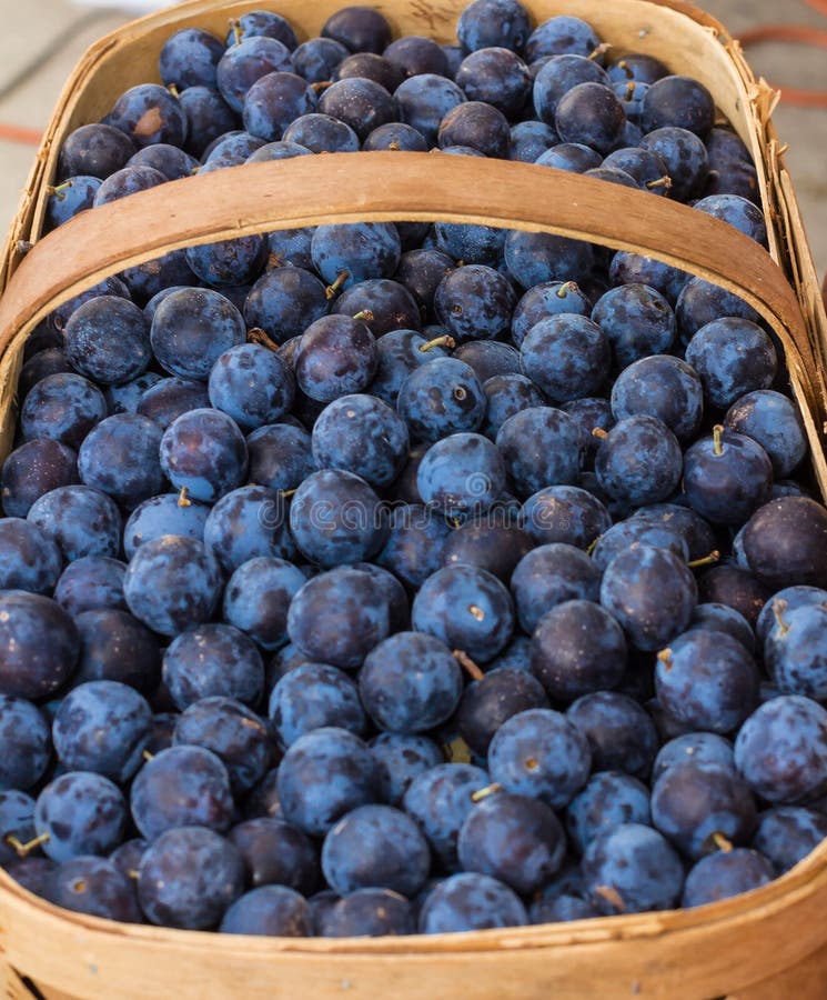 Damson Plums stock photo. Image of blue, market, healthy - 58003158