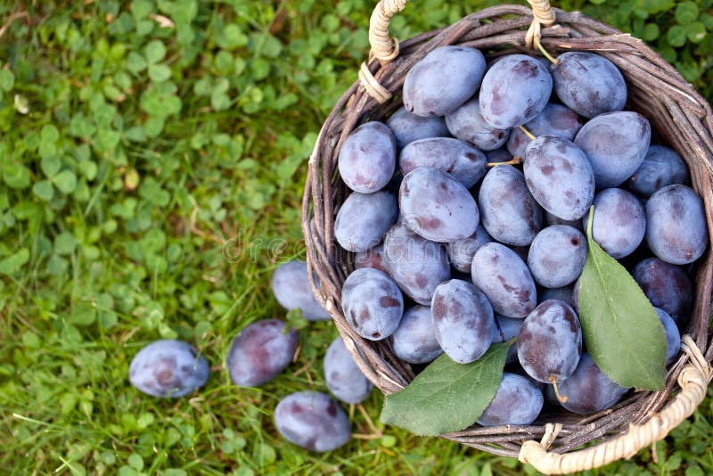 Damson Plums (Prunus Insititia) Stock Photo - Image of blue ...