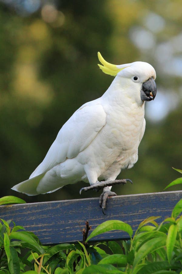 Cacatua no fundo azul foto de stock. Imagem de pena, animal - 31842198
