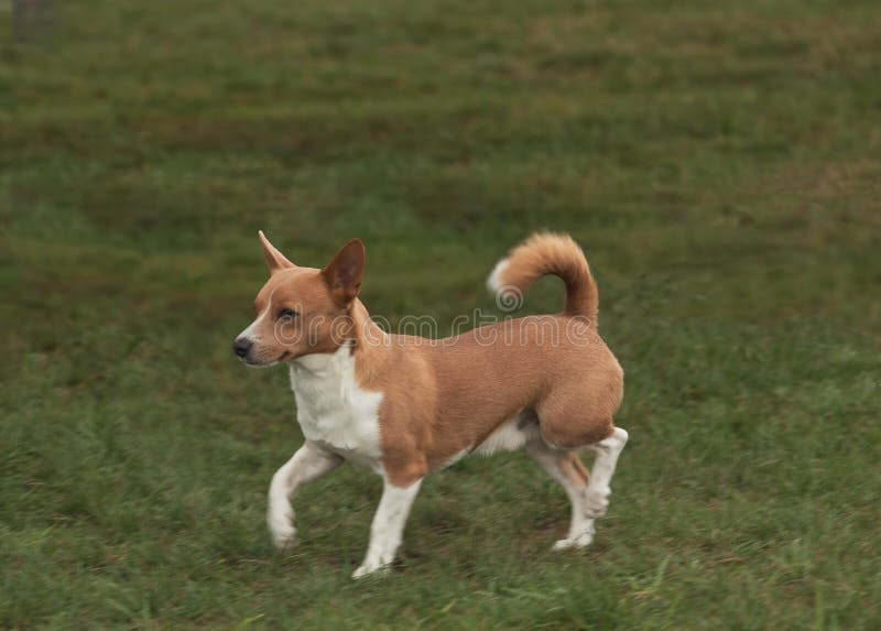Português Peludo Pequeno Podengo Do Cão Que Veste Um Colarinho Azul ...
