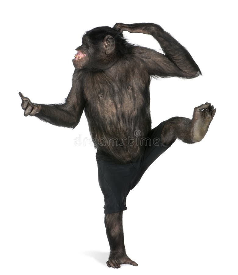Dança do macaco em um pé imagem de stock. Imagem de criatura - 10049995