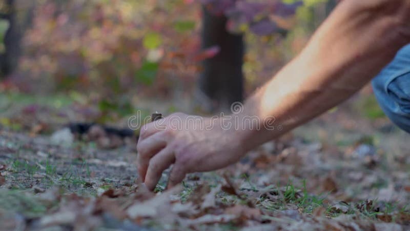 A Dan Drives a Wooden Stake Using a Branch into the Ground Stock ...
