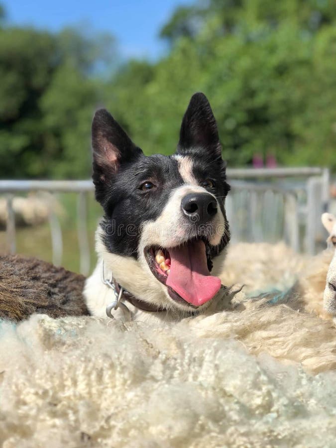 Dan Working Collies Stock Photos - Free & Royalty-Free Stock Photos ...