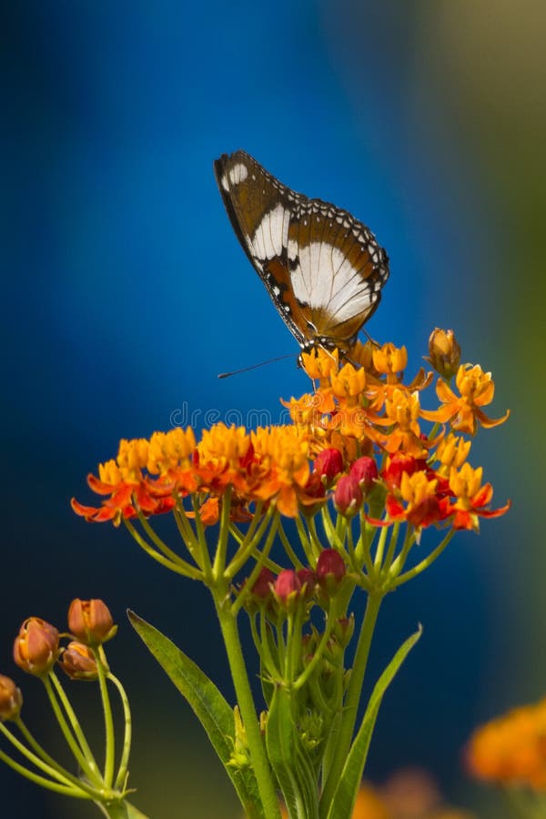 Danaid Eggfly image stock photo. Image of animal, nectar - 220810950