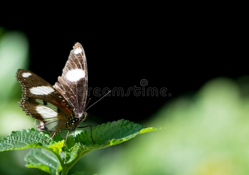 Danaid Eggfly butterfly stock image. Image of natural - 88611291