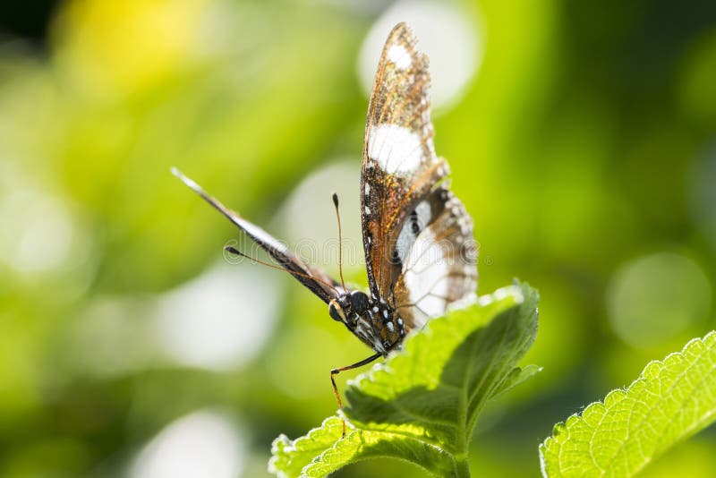Danaid Eggfly butterfly stock photo. Image of bright - 84647820