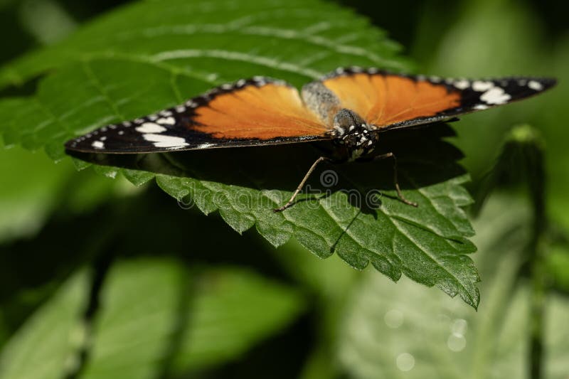Danaid Eggfly Butterfly stock image. Image of nymphalidae - 343132099