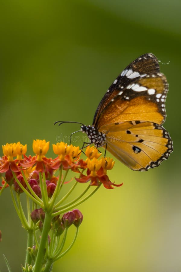 Danaid Eggfly image stock image. Image of asia, colorful - 220728615