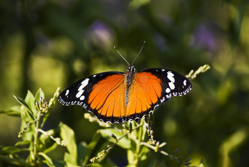 Danaid Eggfly or Mimic Butterfly (female) Stock Photo - Image of ...