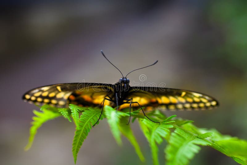 Danaidae butterfly stock photo. Image of freshness, pattern - 23551284