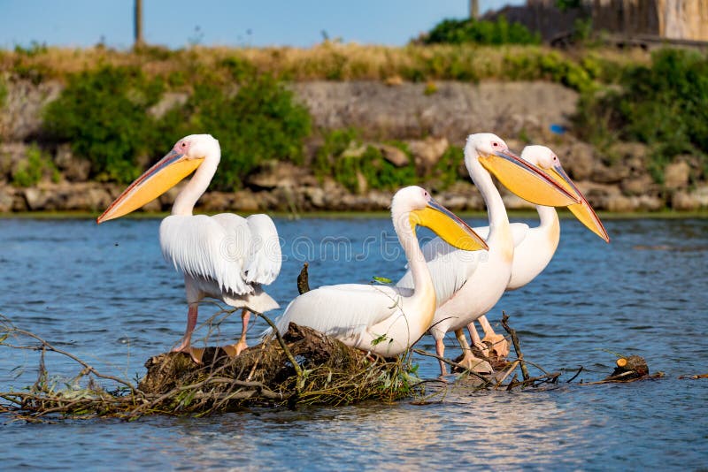 Danbe Delta Romania stock photo. Image of beautiful, danube - 96266622