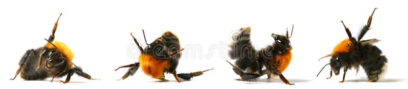 Dance bumble bee stock photo. Image of breakdance, breakdancing - 5727078