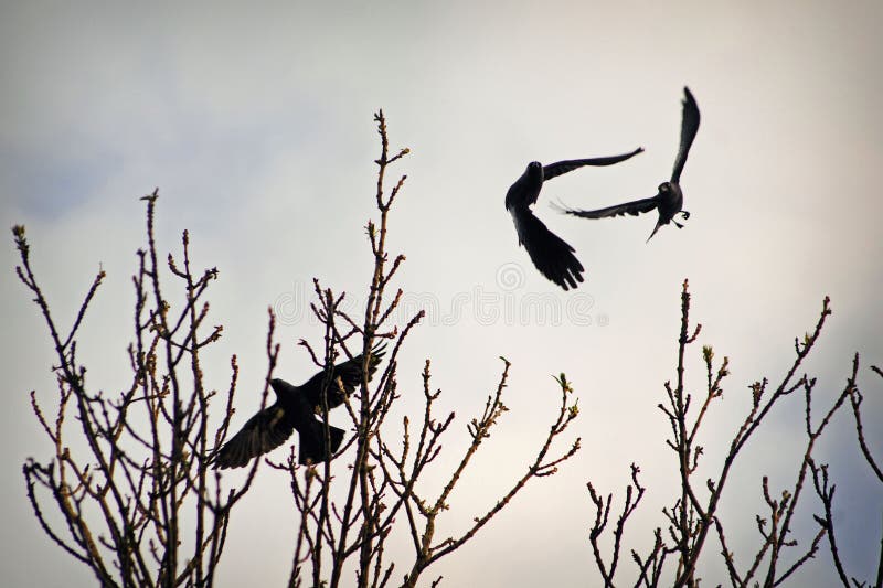 Crows Dance stock image. Image of colleagues, height - 125808383