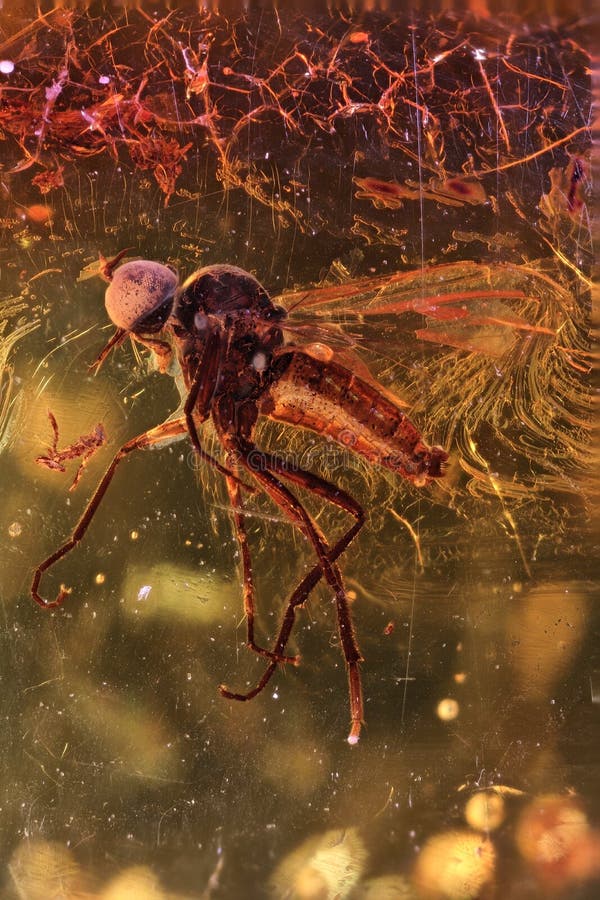 Dance fly stock photo. Image of rhamphomyia, clear, fossil - 109688700