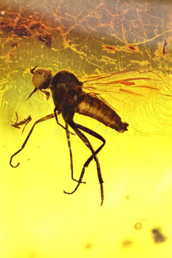 Dance fly stock image. Image of fossil, baltic, empididae - 109688733