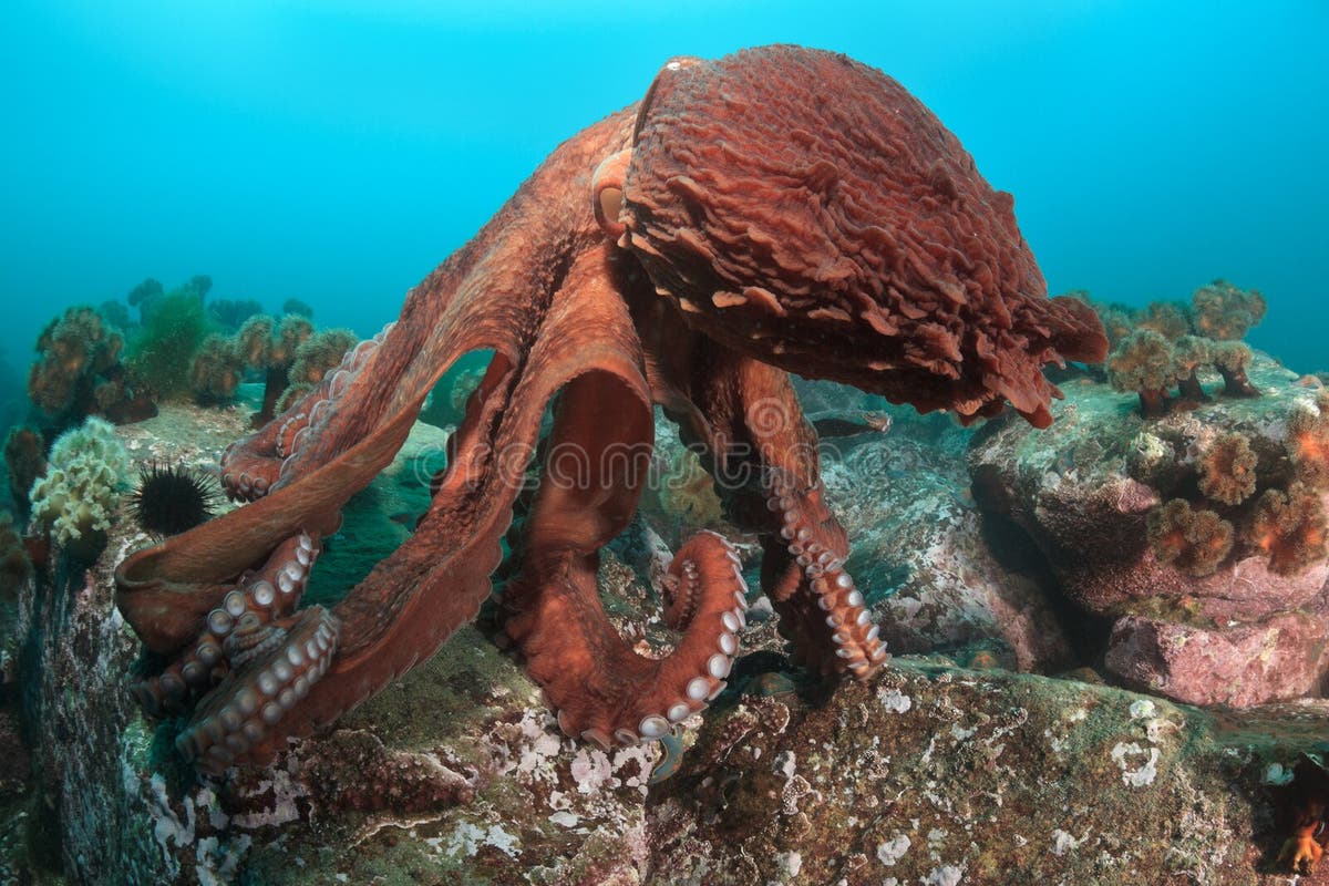 Octopus Dance Stock Photos - Free & Royalty-Free Stock Photos from ...