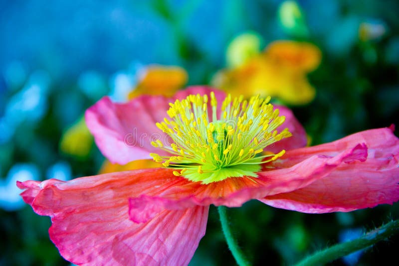 Dance of the poppy stock photo. Image of quality, movement - 158605042