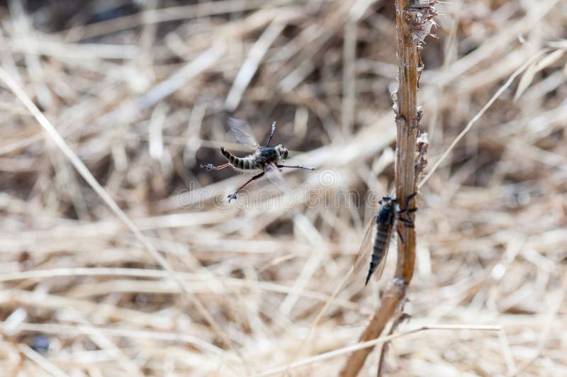 Dance of the robber fly stock photo. Image of wings, leaf - 70266364