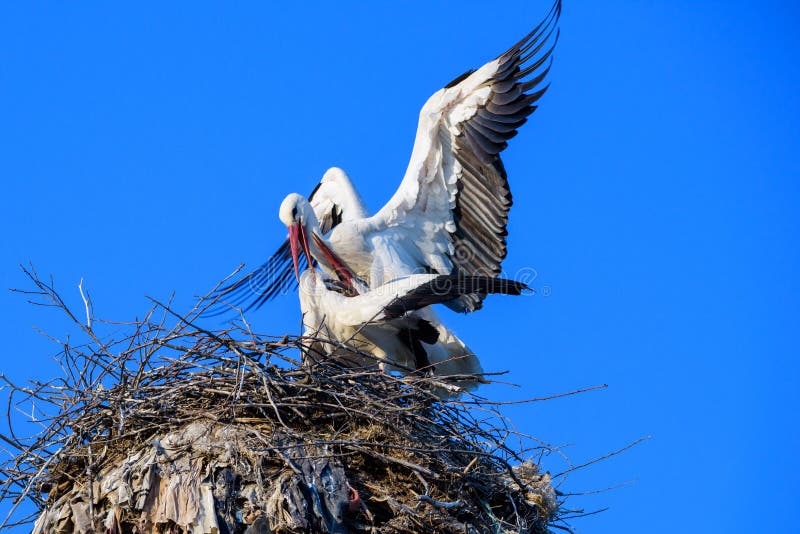 The dance of storks stock image. Image of europe, grey - 90748315