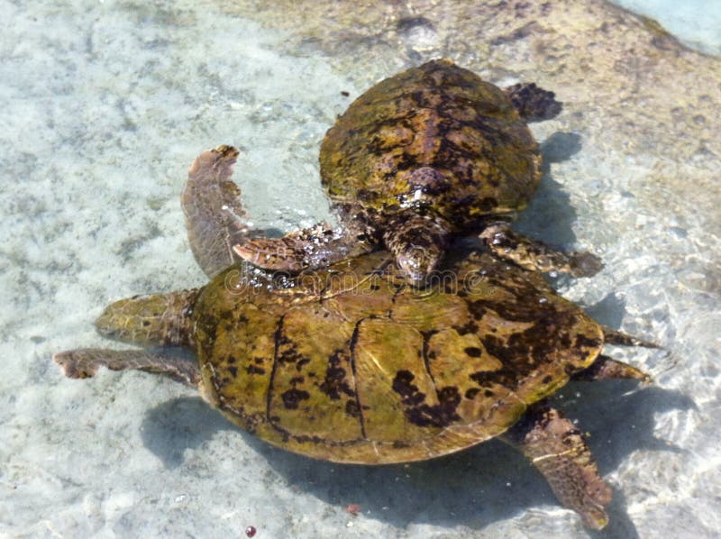 Dance of the turtles stock photo. Image of bahamas, dance - 68165752